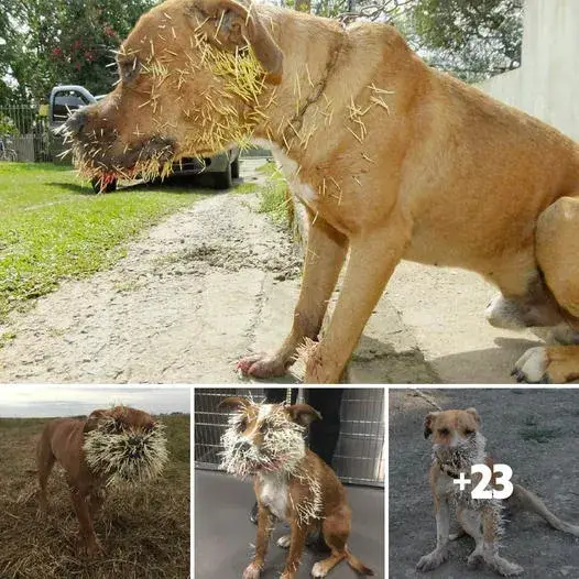Incredible Comeback: Determined Dog Triumphs Over Thousands of ...