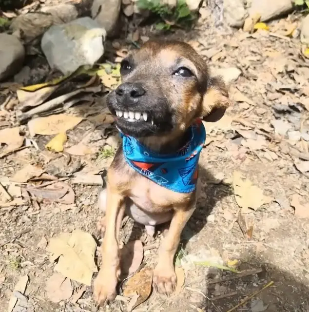 Heartbreaking Shelter: Helpless Dog's Temporary Refuge in Perilous ...