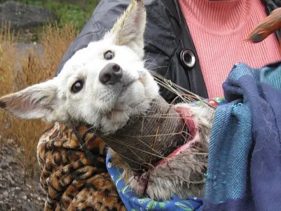 Odessa Puppy Found with Metal Can Around Neck, a Heartbreaking Example ...