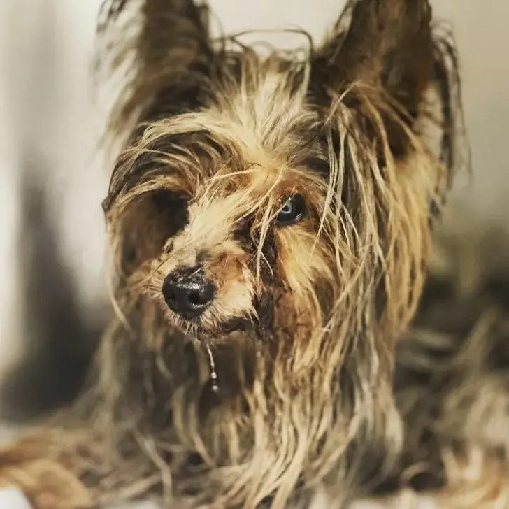 From Sorrow to Comfort: A Rescued Dog Discovers the Joy of a Bed After ...