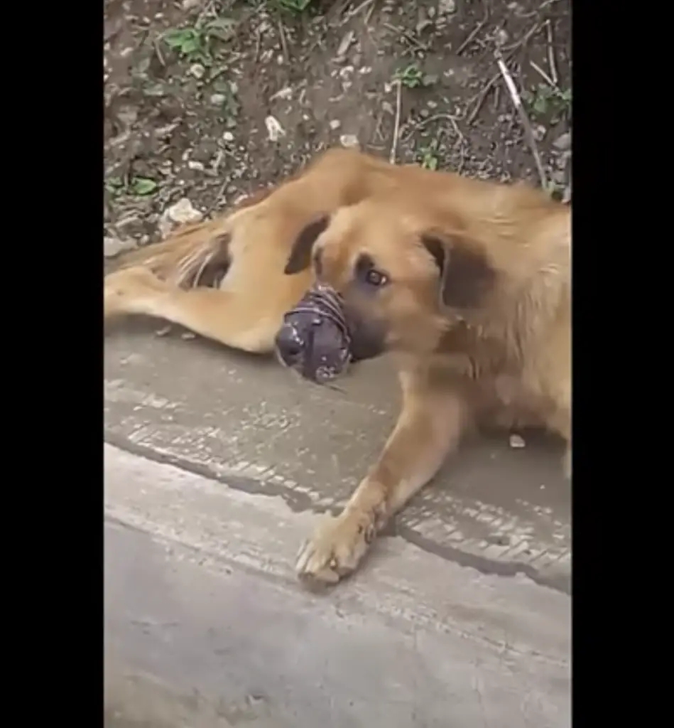 The dog, with its muzzle sealed shut, refused to let them approach but ...