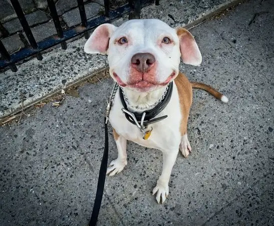 The Formerly Stray Pitbull, Once Rescued, Now Sports a Perpetual Smile ...