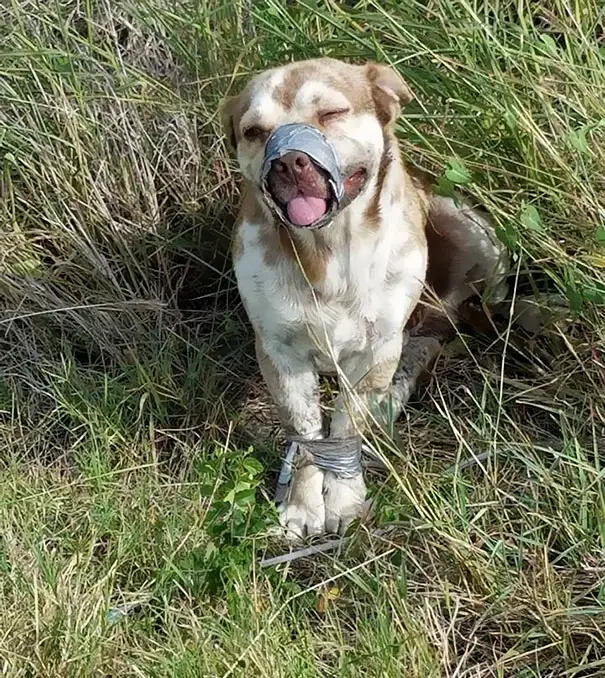 Abandoned Dog Rescued by Plumbers, Overcomes Bound Legs and Muzzled ...