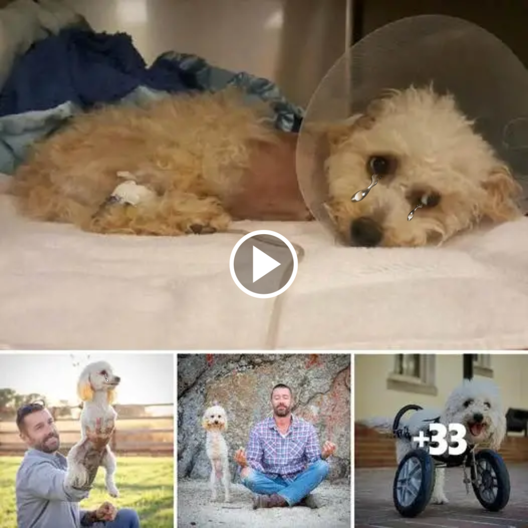 Thriving Against Odds: Resilient Poodle's Journey After Surviving ...