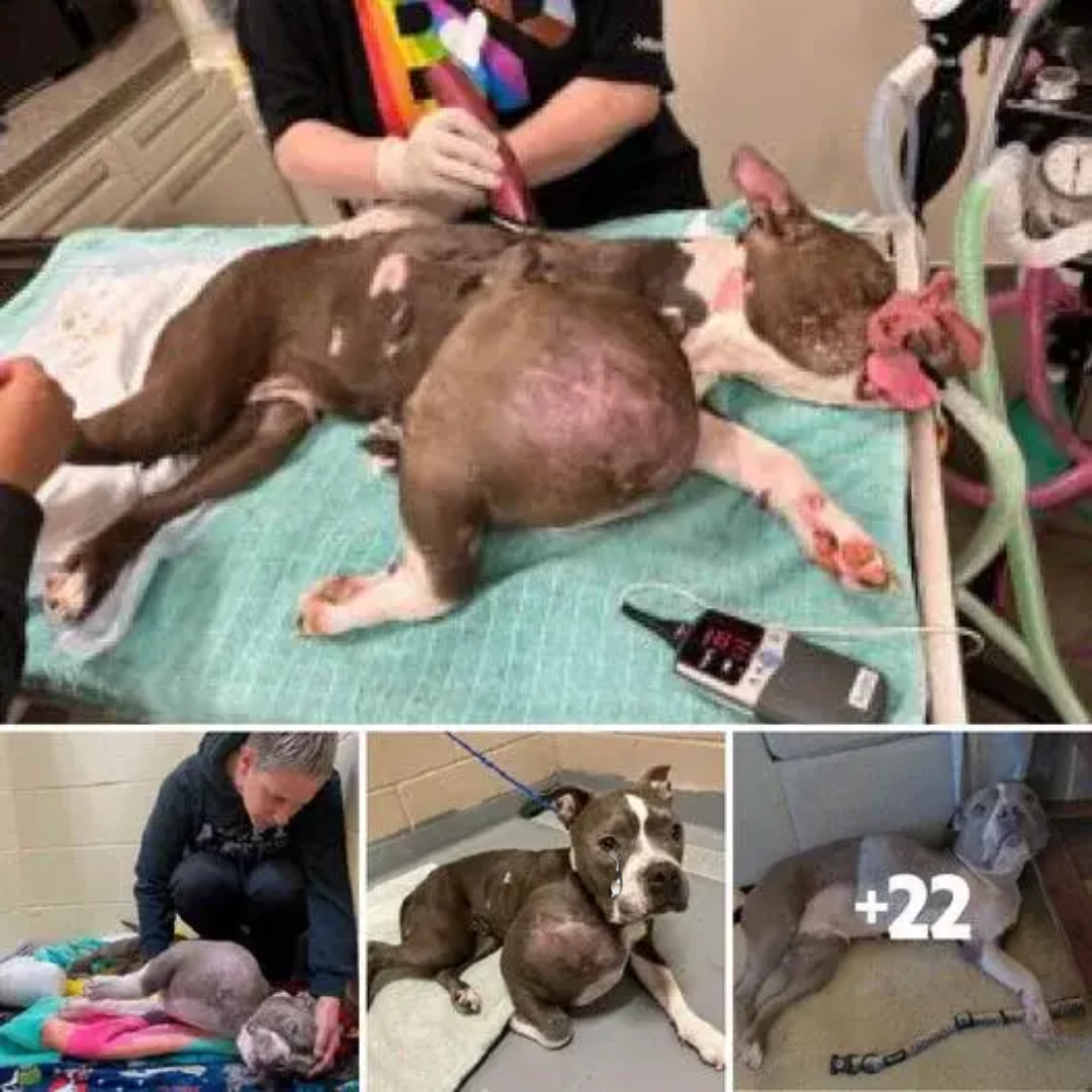 From Struggle to Strength: Brave Stray Pit Bull's Miraculous ...