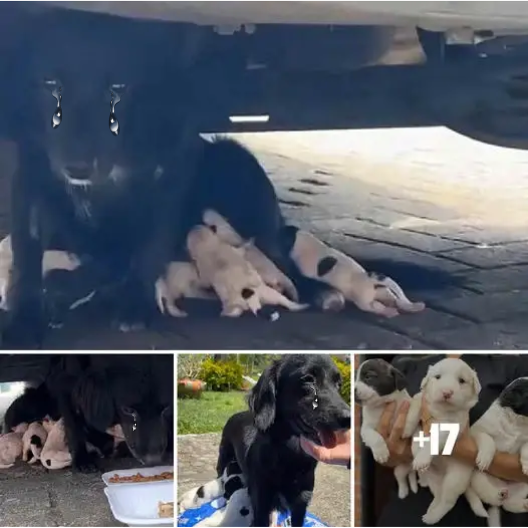 From Neglect to Nurturing: A Mother Dog's Plight, Longing for ...