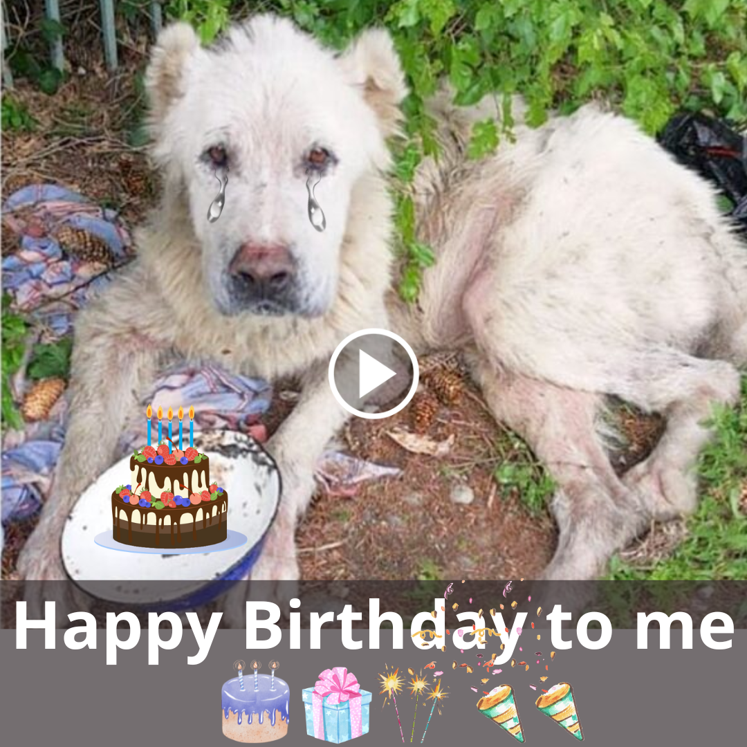 A Heartfelt Birthday Wish for a Lonely, Ailing Dog - ClairOliviaWayman