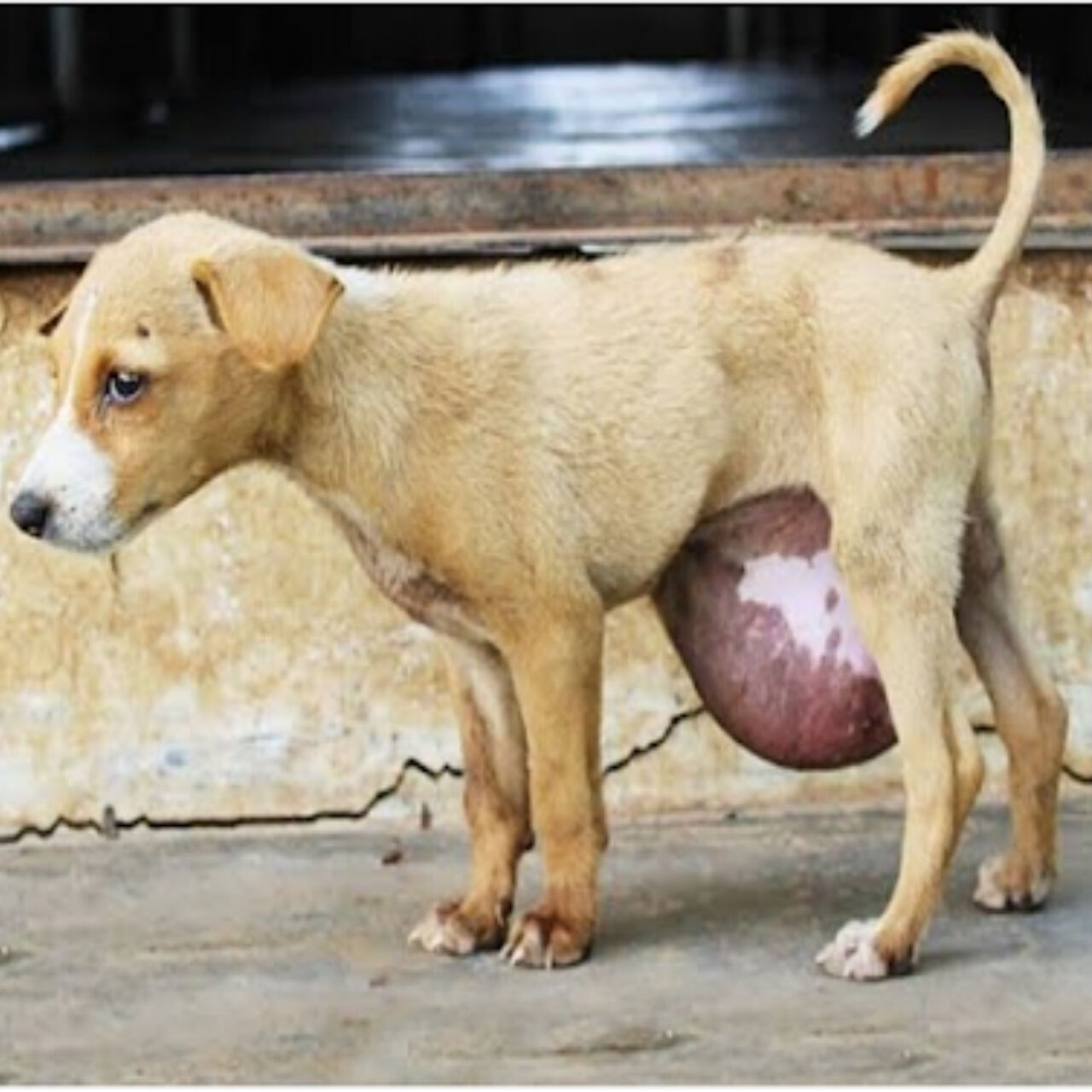 Rahi’s Rise: From a Tiny Street Puppy to a Brave Little Survivor ...