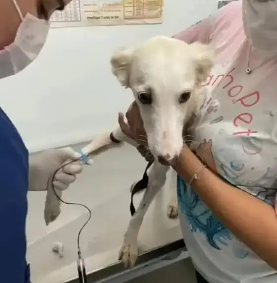 Dog’s Desperate Cries Alert Neighbors, Saving Her and Her Unborn ...